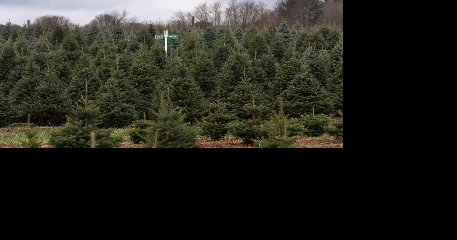 Visit these Christmas tree farms to cut your own or pick your perfect tree