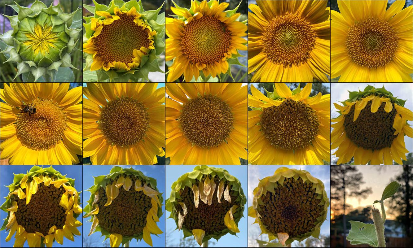 The timeline of a sunflower