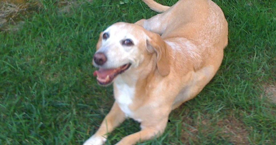 Bark Bash is a day of fun for dogs, humans