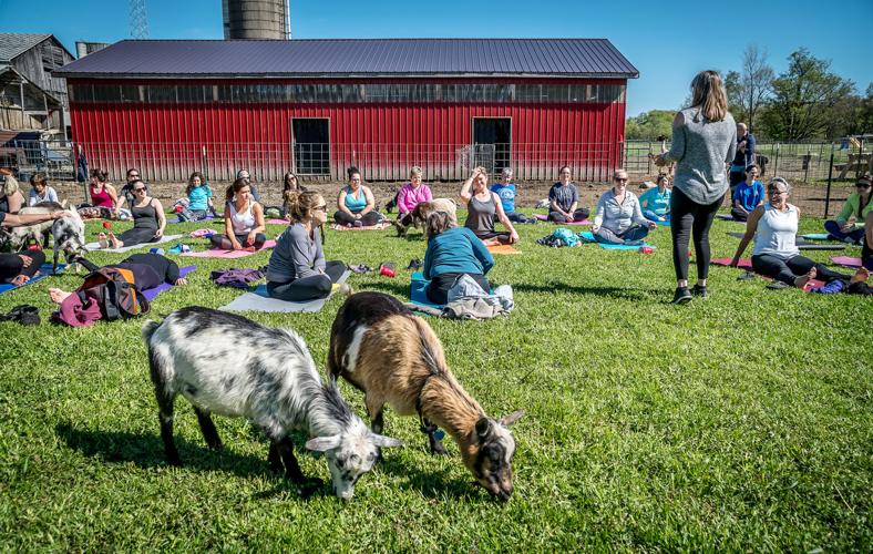 Yoga with goats: Postures in the pasture