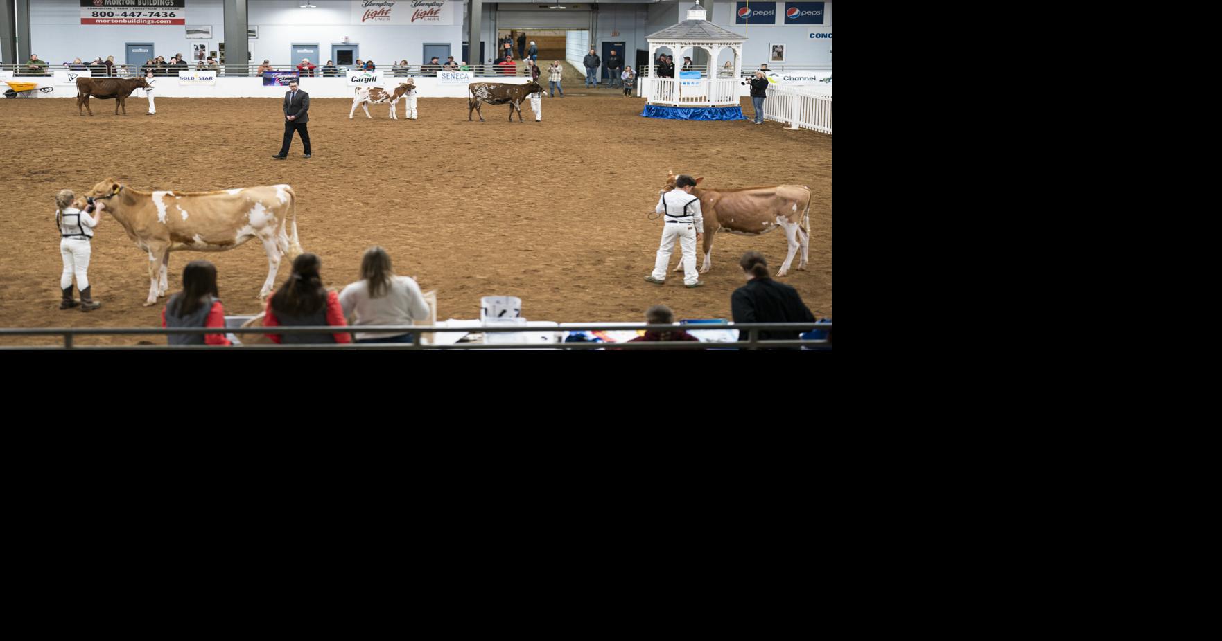 Photos: Showmanship competition kicks off New York Spring Dairy Carousel