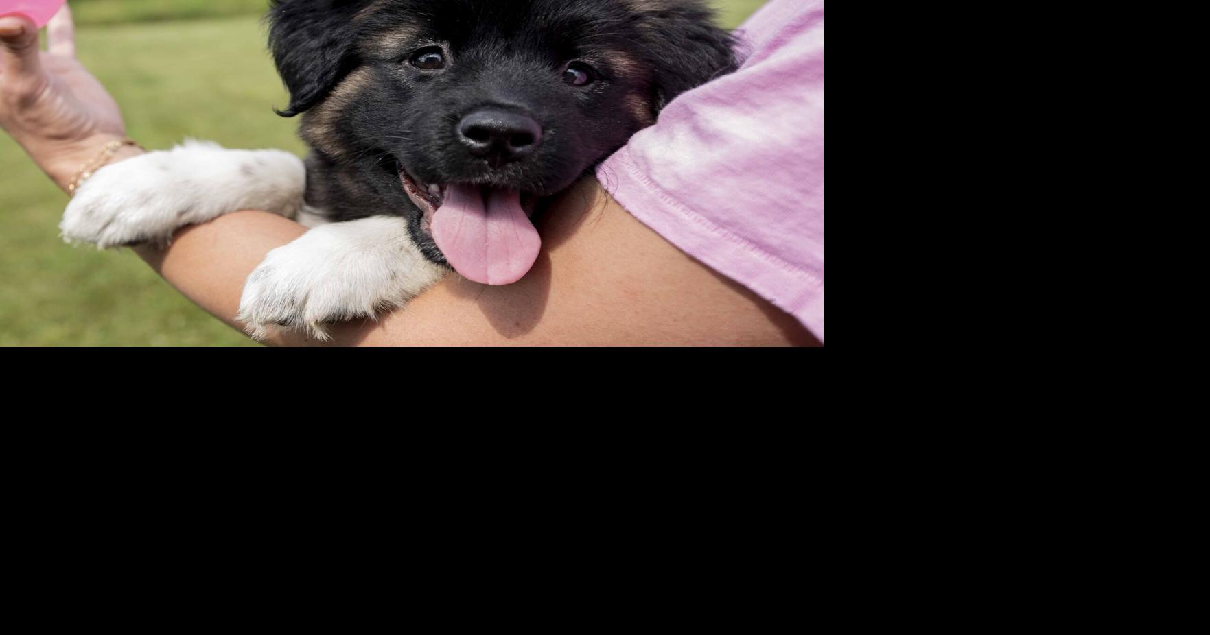 The Erie County SPCA's record-setting 'bombshell' finds a home