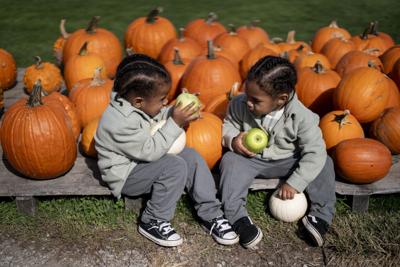 NOCO Forestry collecting Halloween pumpkins for compost
