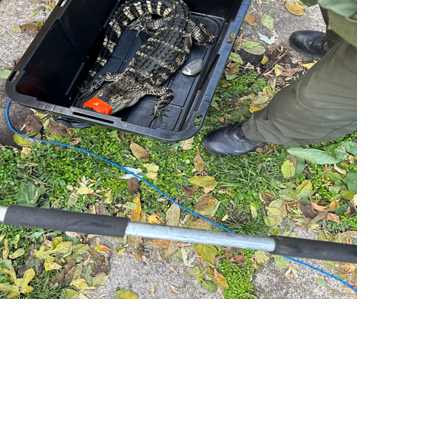 Erie County deputies discover alligator