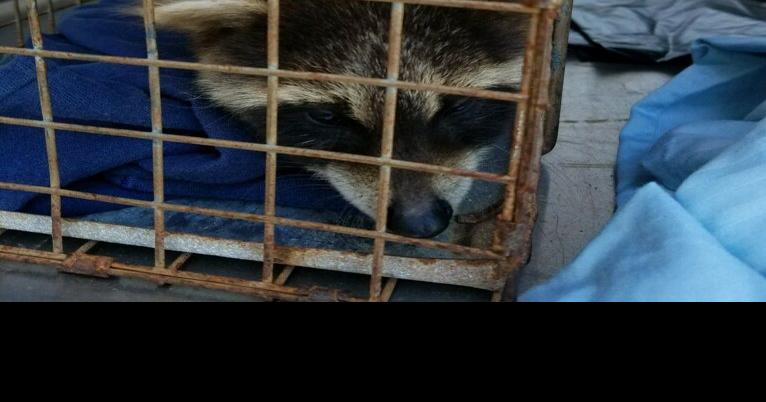 3 cases of rabies confirmed in wild animals in Lockport