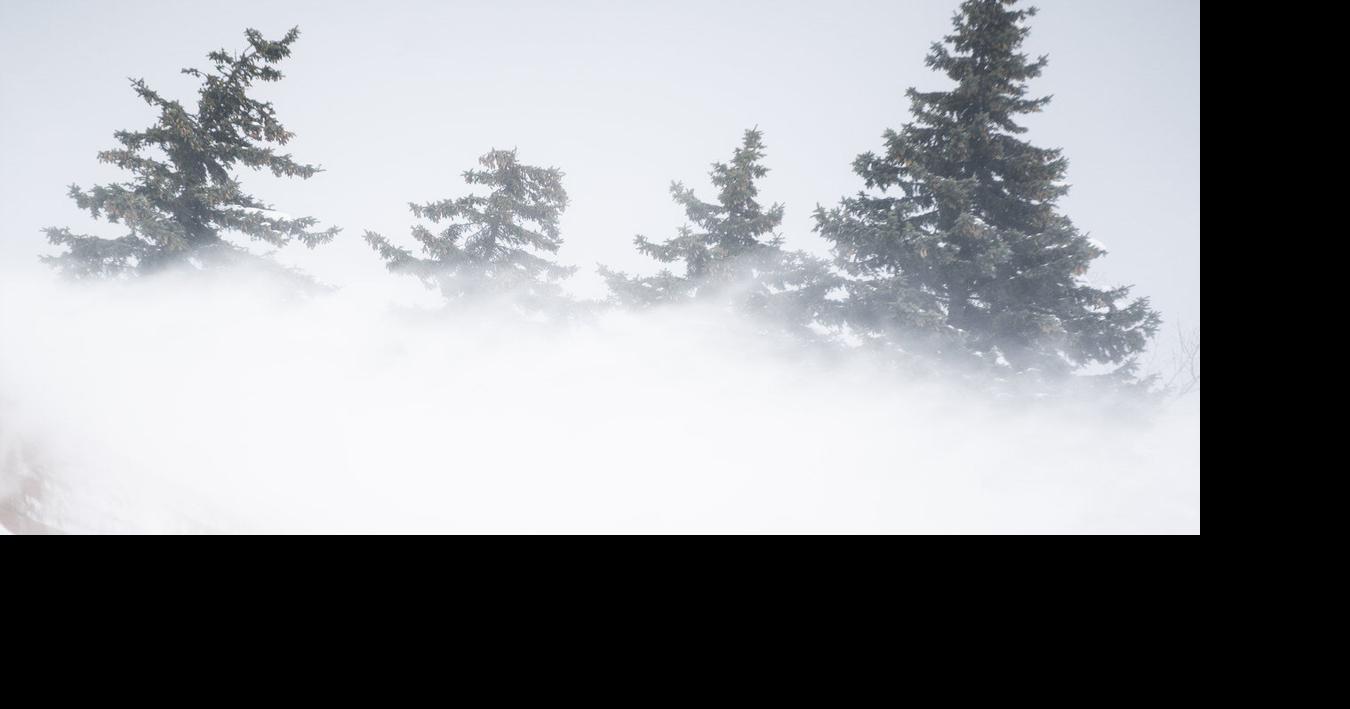 Sally Cunningham: Helping trees and shrubs recover from the snowstorm ...