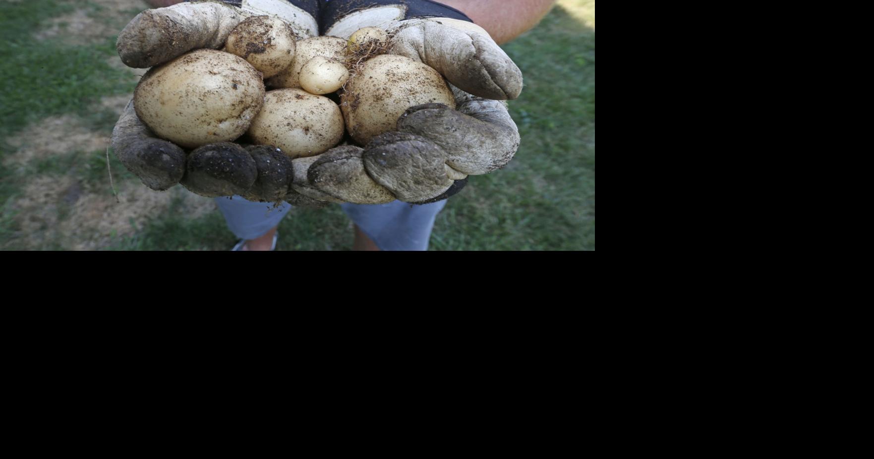 Buffalo students' space spuds produce potatoes in Lackawanna garden