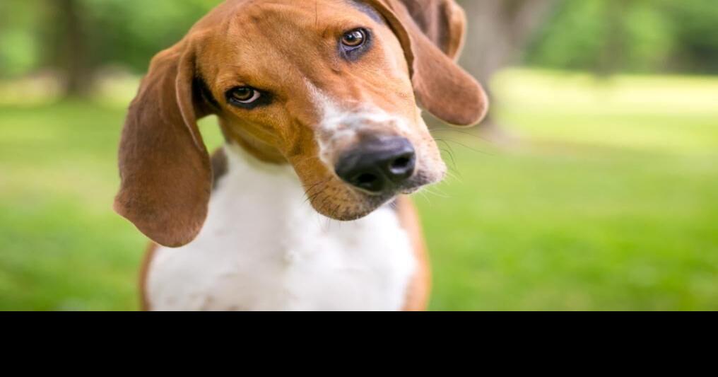 These are the least popular dog breeds in America