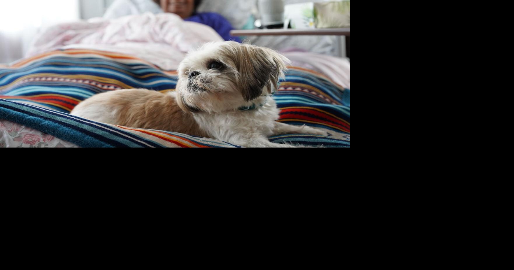 Buffalo hospice dog finds his home at Sloan Comfort Care