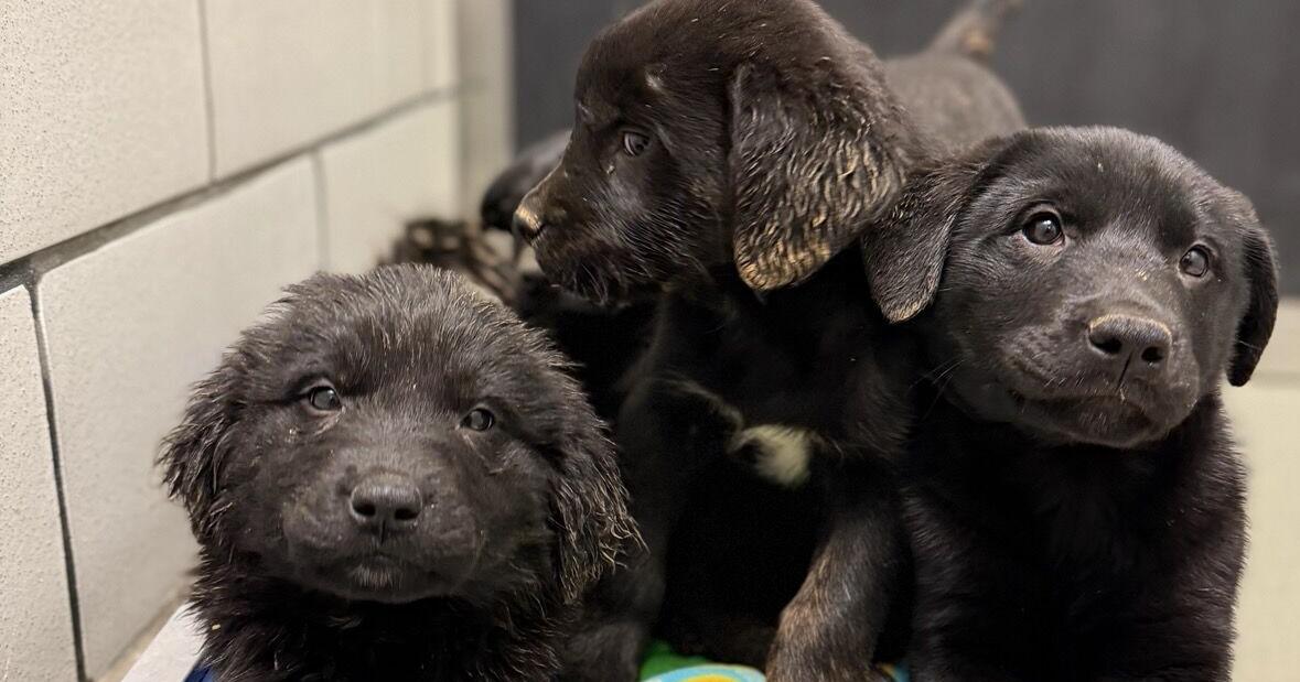 32 dogs and pups rescued from Hamburg home