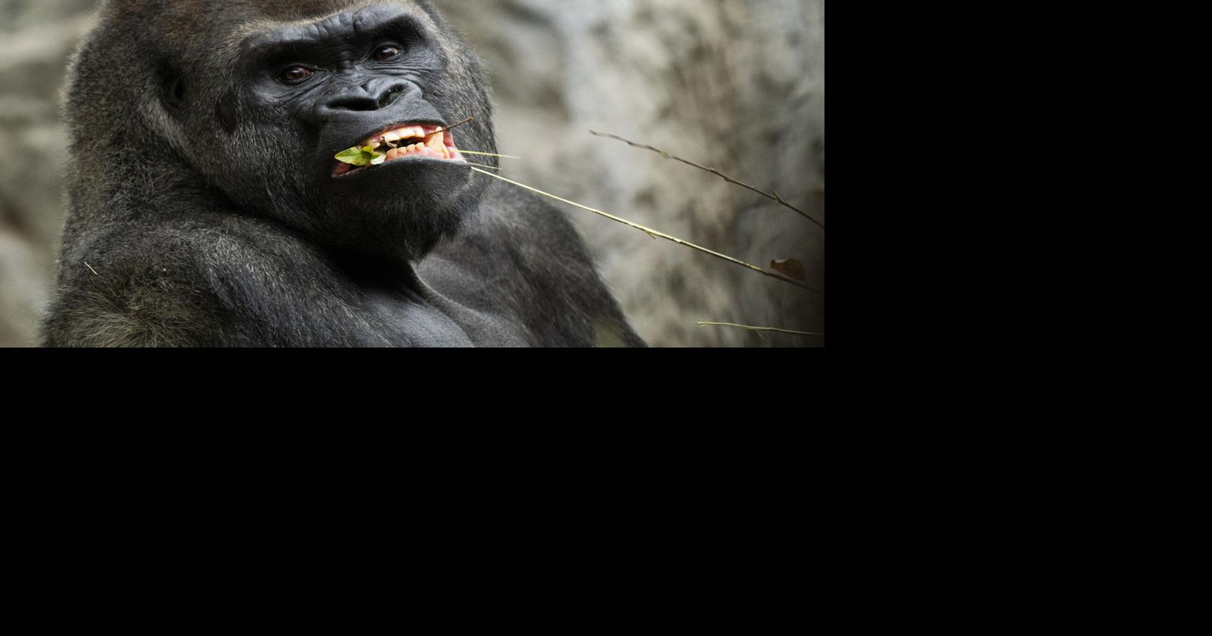 Photos: Babatunde, a male silverback gorilla, makes his debut at the ...