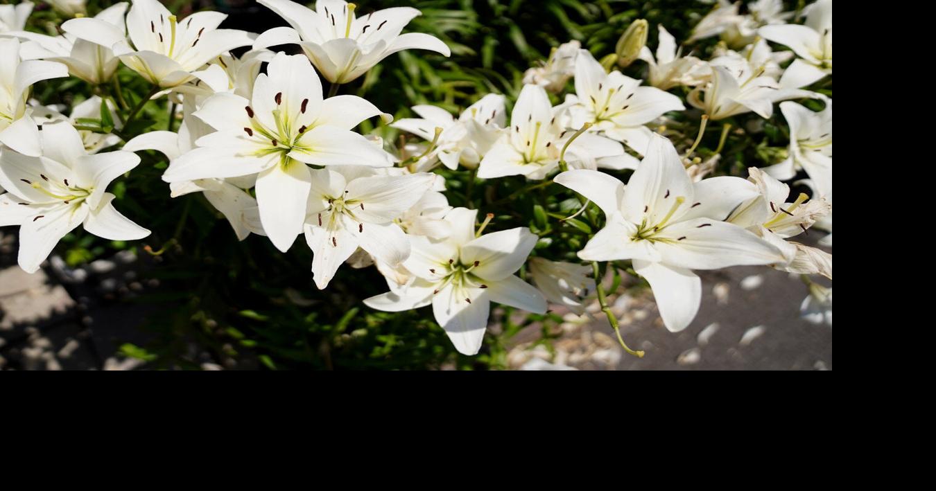 Photos: Outdoor Spaces - Reggie Garner's Garden