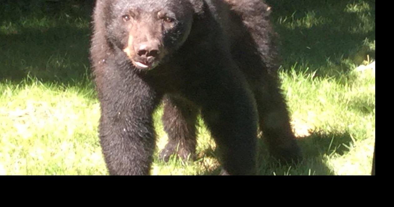 How to coexist with nature, when bears and coyotes move to the suburbs