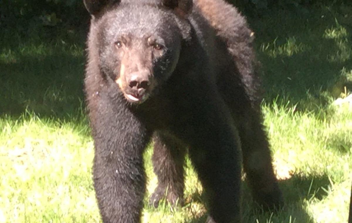 Amherst bear lives on – on Twitter – as account creator comes out of hiding