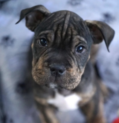 Habitat for Humanity Buffalo and 716 Paws to Host Dog Adoption ...