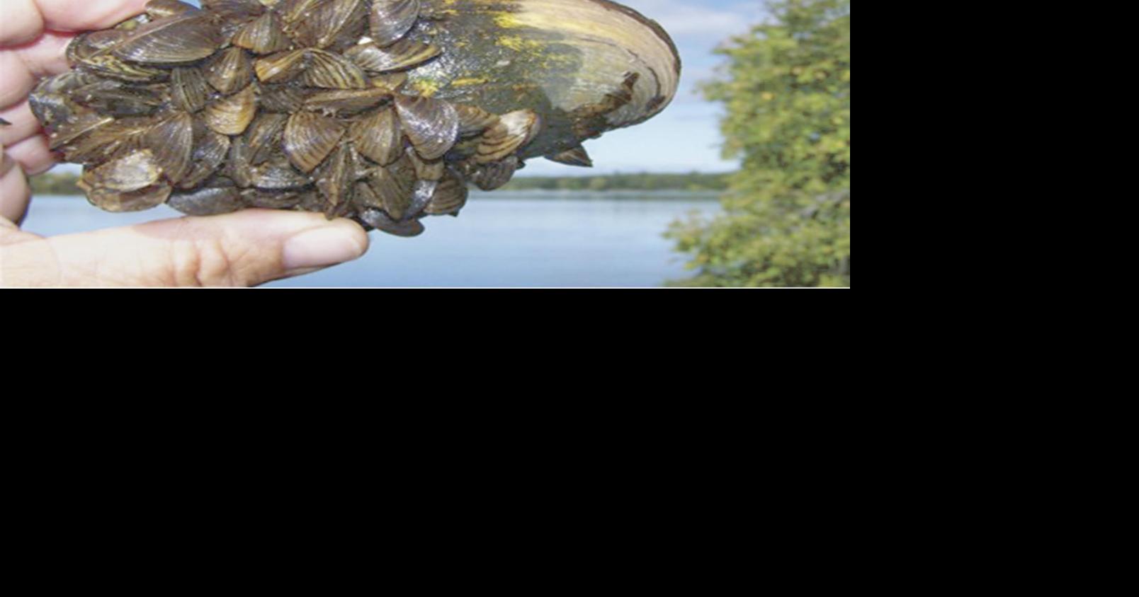 Two-state workshop fights zebra mussels | News | burnettcountysentinel.com