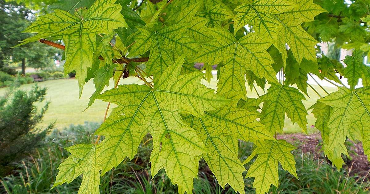 WISCONSIN YARD & GARDEN - Analyzing Reasons for Yellow Leaves | Online ...