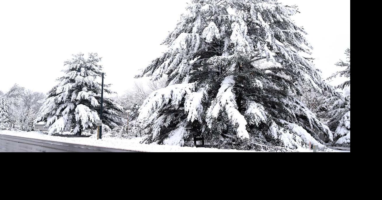 Siren Tornado Tree grant awarded | News | burnettcountysentinel.com