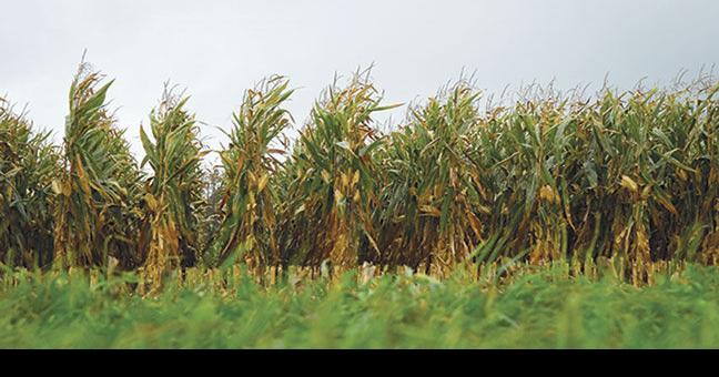 ‘Best looking crops in 10 or more years’ | News | burnettcountysentinel.com