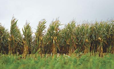 ‘Best looking crops in 10 or more years’ | News | burnettcountysentinel.com