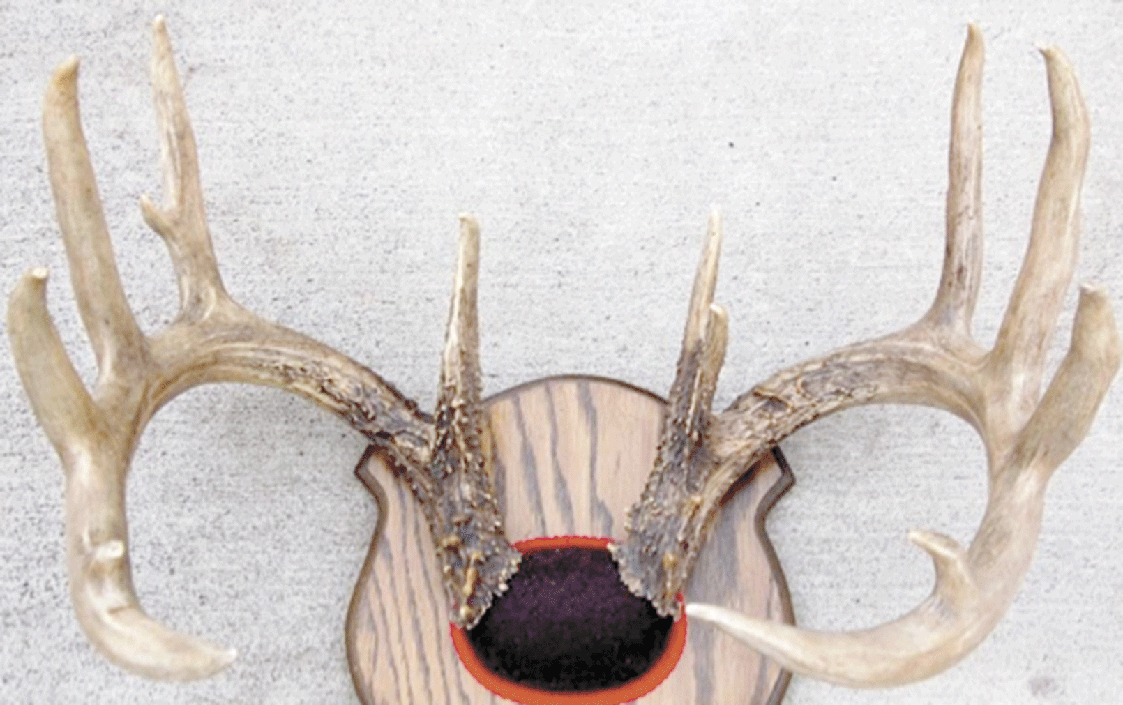 Johnson family donates record antlers | News | burnettcountysentinel.com