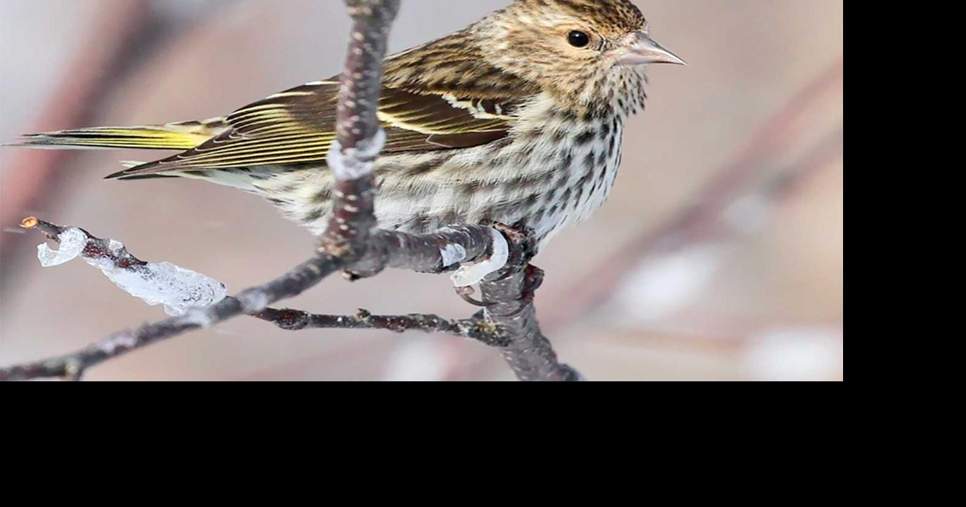 Wisconsin winter finch forecast and feeding birds in winter | News ...