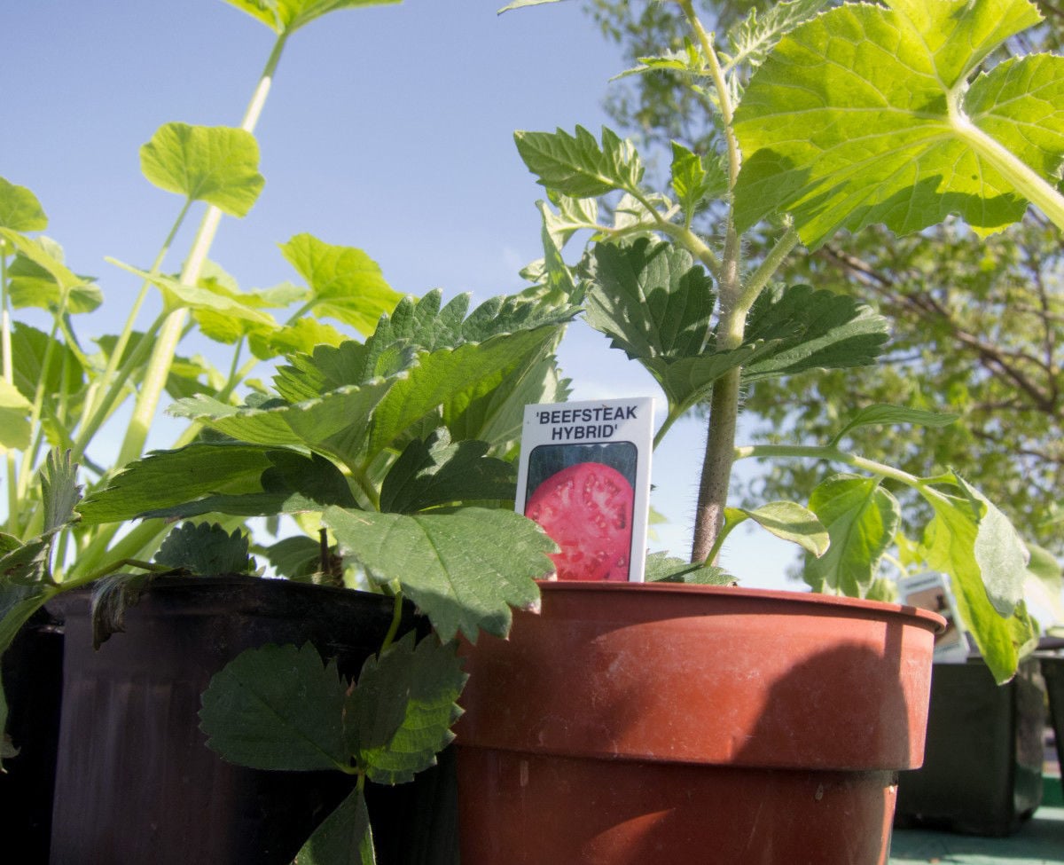 Tomatoes can survive indoors, but won’t produce past their prime ...