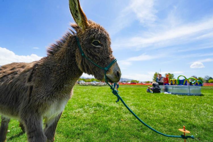 USU Extension sponsors Baby Animal Adventures at Bastian Agricultural ...