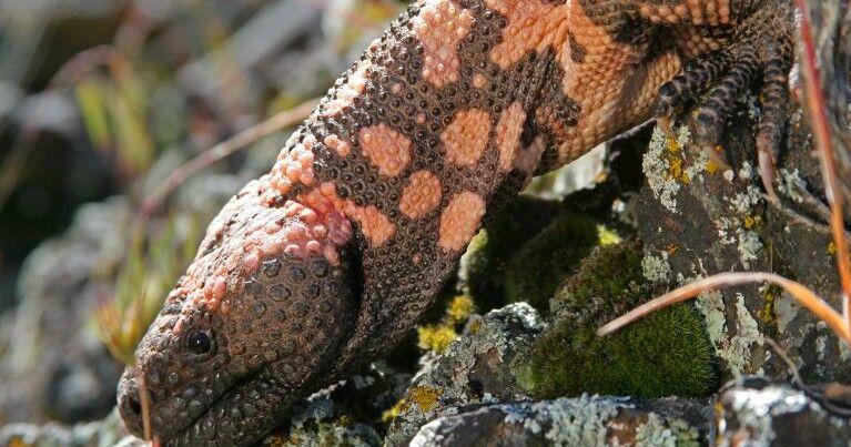 Weight loss and diabetes drug comes from Utah Gila Monster spit | News ...