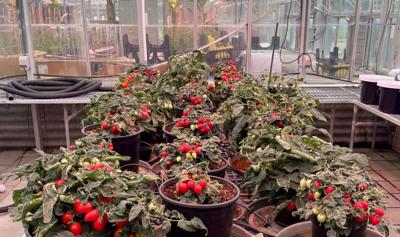 USU researchers explore mini vegetable plants for urban agriculture ...