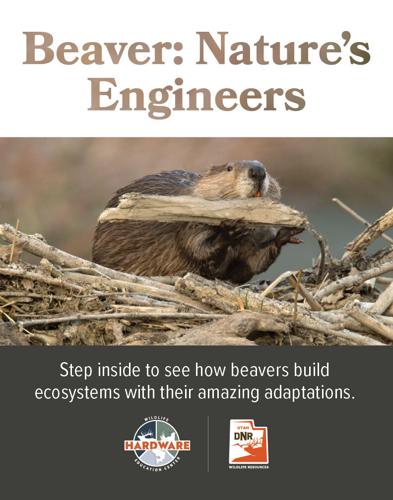 Beaver display set for March at Hardware Wildlife Education Center ...