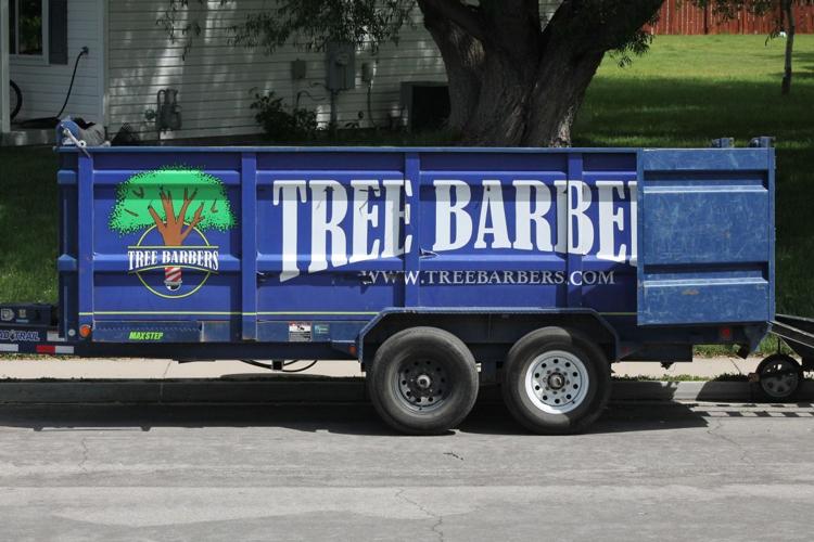 Local tree hugger makes trees disapperar | News | cachevalleydaily.com