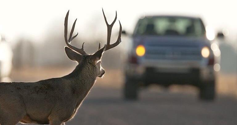 November is deer season for cars as collisions increase | News ...