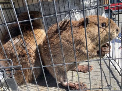 USU team joins Utah Department of Wildlife Resources to trap and relocate beavers | News ...