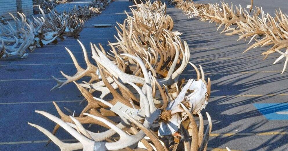 DWR wants help with fighting poaching in Utah | News | cachevalleydaily.com