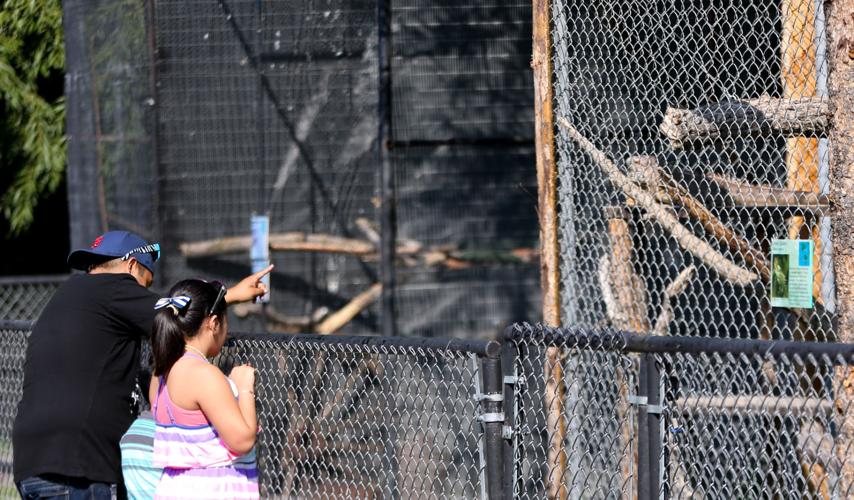 PHOTO GALLERY: Animal Olympics at Willow Park Zoo | Photo Galleries ...