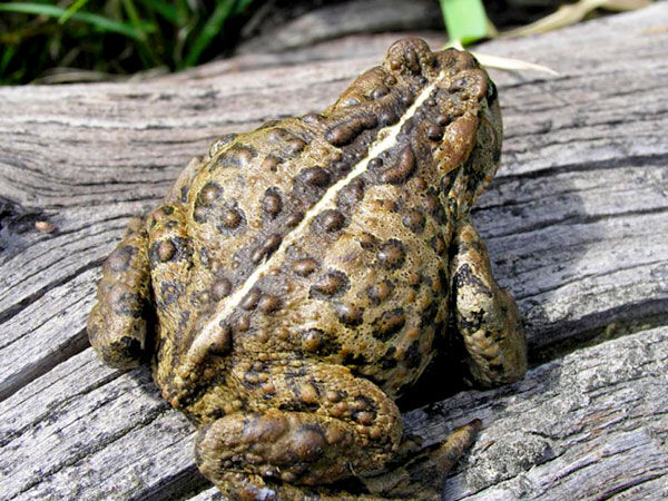 Citizen scientists wanted for toad work | Local News | cachevalleydaily.com