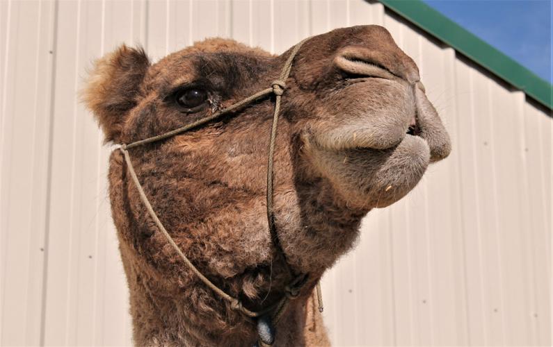 camel two eyelids