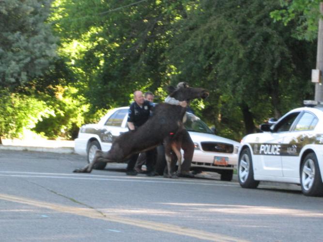 Stray moose caught in downtown Logan | Local News | cachevalleydaily.com