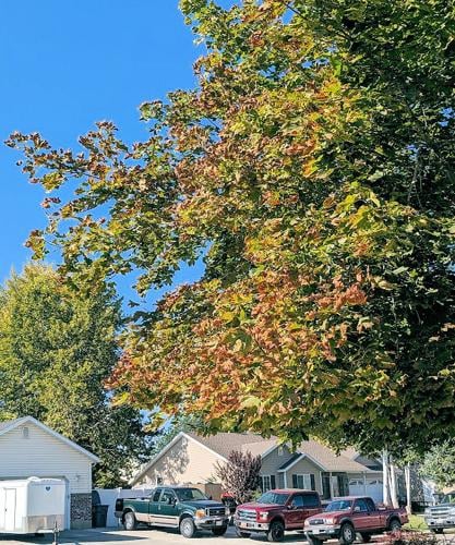 Ask an Expert – Tips to manage late-summer leaf scorch on landscape ...