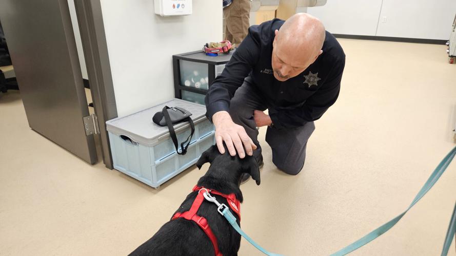 New animal shelter opens for county impounded dogs and cats | Local ...