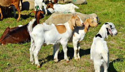 Utah homeowners turn to goats to prevent wildfires | News ...