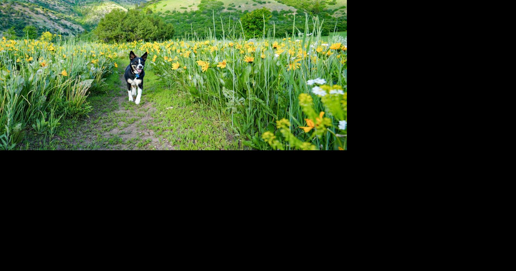 Ask an Expert – Furry friends can increase healthy trends | News ...