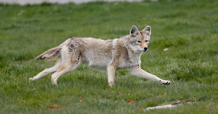 Utah hunters take 6,000 coyotes for bounty | Local News ...