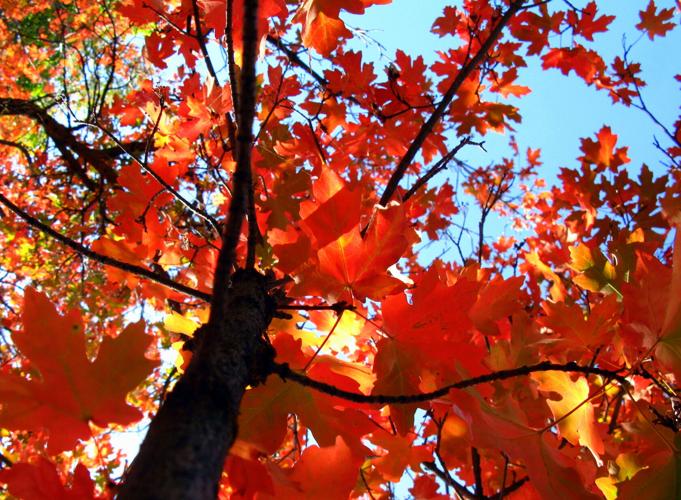 Marilyn Grace Jamison Thomas *Updated* | Obituaries | cachevalleydaily.com