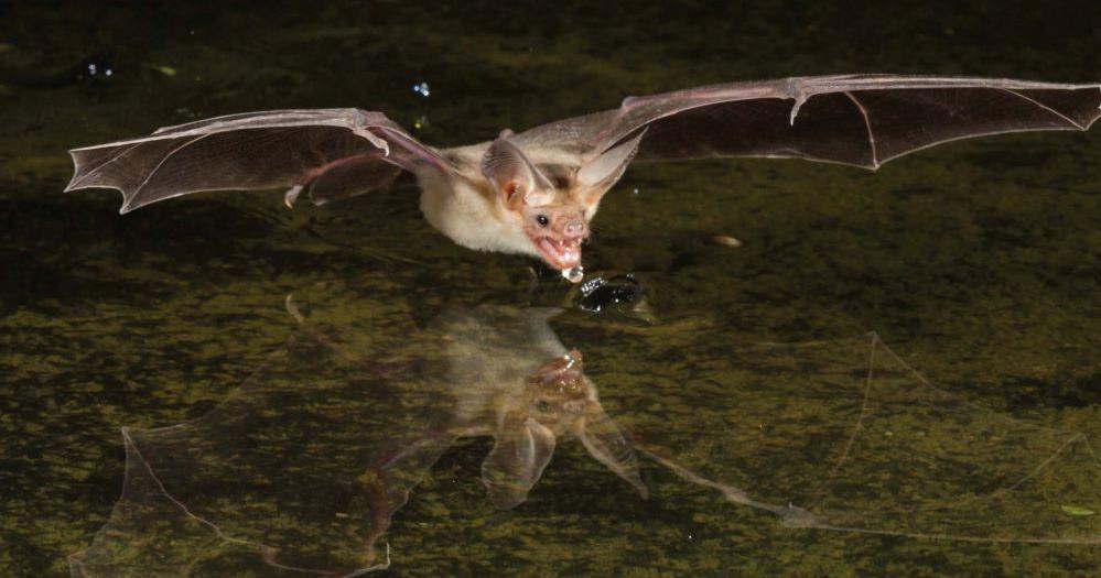 Exhibit of nocturnal animals displayed at the Hardware Wildlife ...