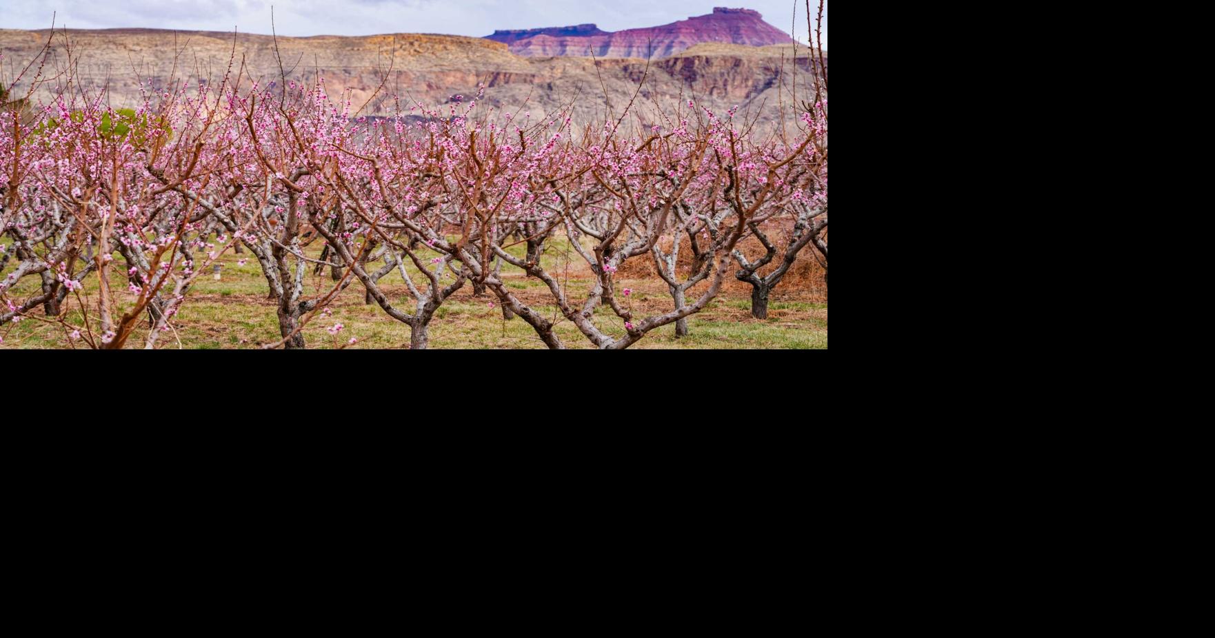Ask an Expert – late Spring frosts expected to cause “Fruit Famine ...