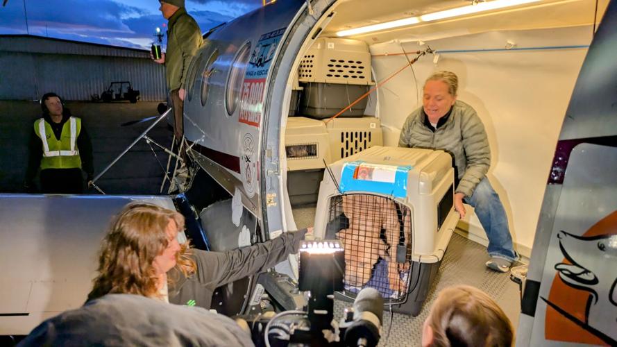 Seven LA shelter dogs arrive by airplane in Cache Valley in search of ...