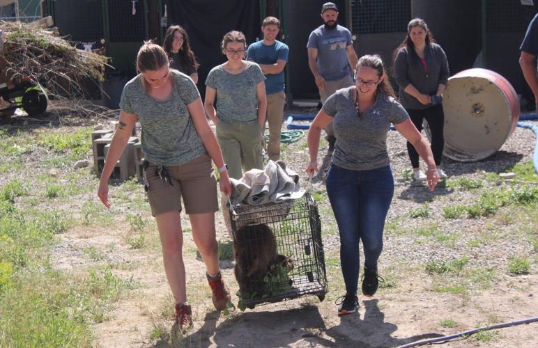 USU team joins Utah Department of Wildlife Resources to trap and ...