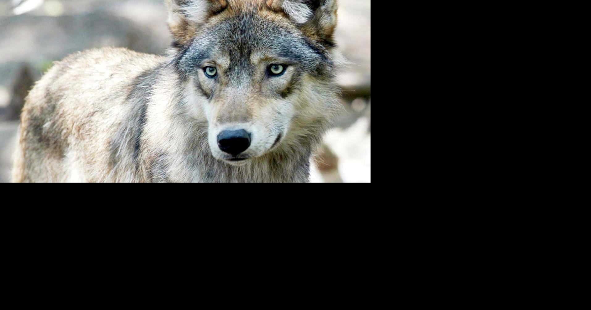 New analysis by wildlife experts refutes justification for wolf hunts ...